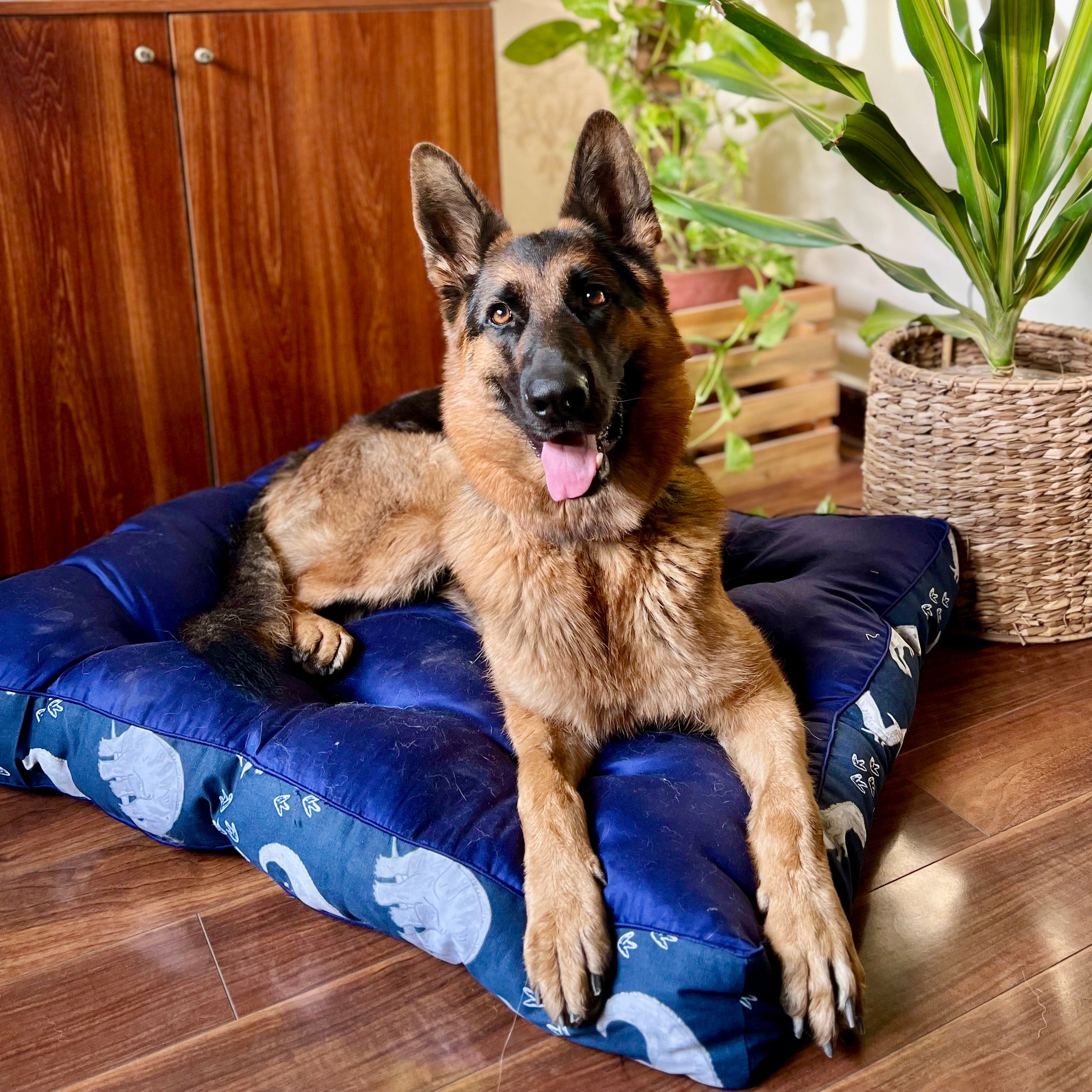 New Arrivals – Araish